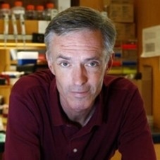 What are the effects of kimchi on human health?